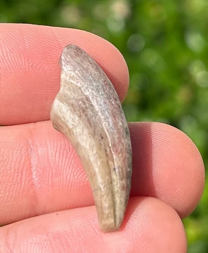 NICE Theropod Dinosaur Claw Fossil from Niger Dino Bones Kryptops ...