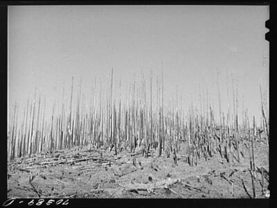 8" x 10" Photo 1941 Cut-over burned-over forest land | eBay