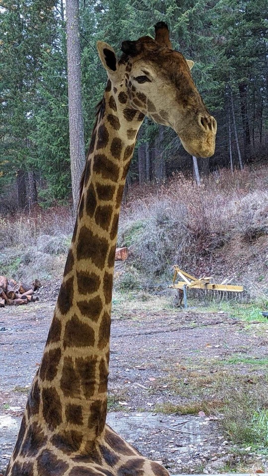 African Giraffe Taxidermy Shoulder Mount | eBay