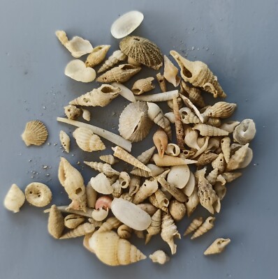 100 pcs assorted seashells Philippines 4-12 mm DEEP WATER (1) | eBay