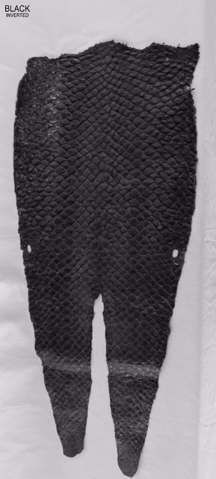 Pirarucu skin, Arapaima skin (INVERTED SCALES) 12 colors available see ...