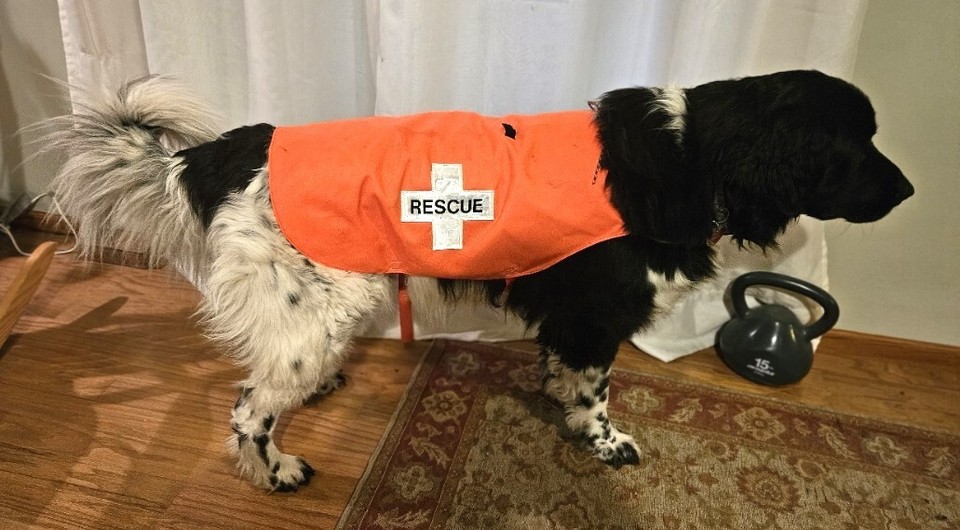 Highly Reflective "RESCUE" Orange Search and Rescue patch for K-9 and SAR TEAMs | eBay