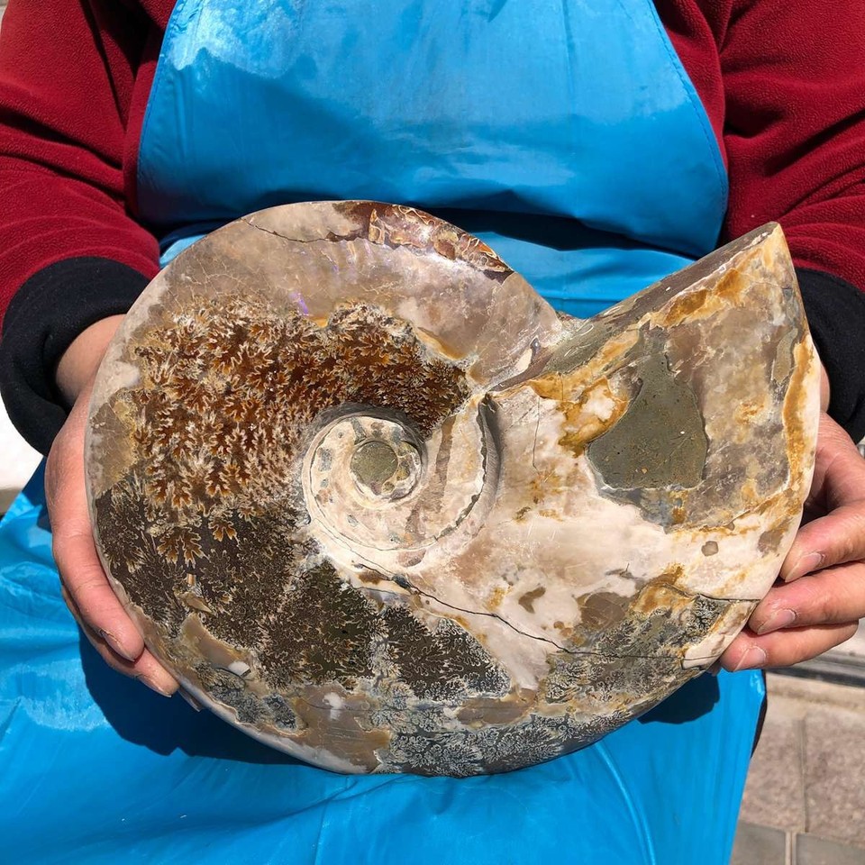 5.47LB Natural fossilized sea snail mineral specimen | eBay