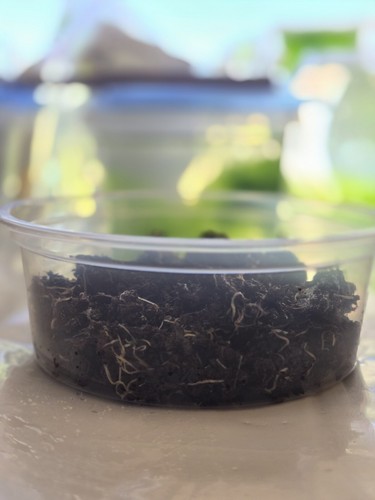 White Worms- Healty! -LIVE! Albidus Cultrue (fish,frog ect. food ...