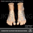 Human Foot Anatomy Model Human Skeleton Model for Massage Study 10 Yr ...