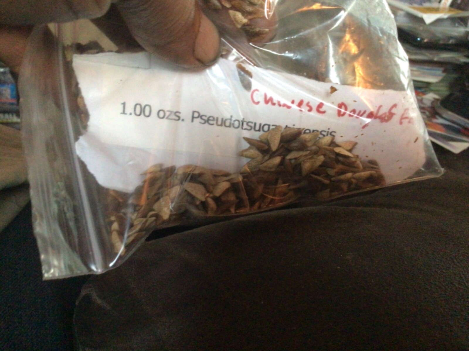 Chinese Douglas Fir Tree Seeds (Pseudotsuga sinensis) | eBay