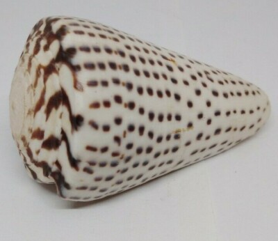 Leopard Cone Seashell Conus Lithoconus leopardus 7cm FINE SPECIMEN ...