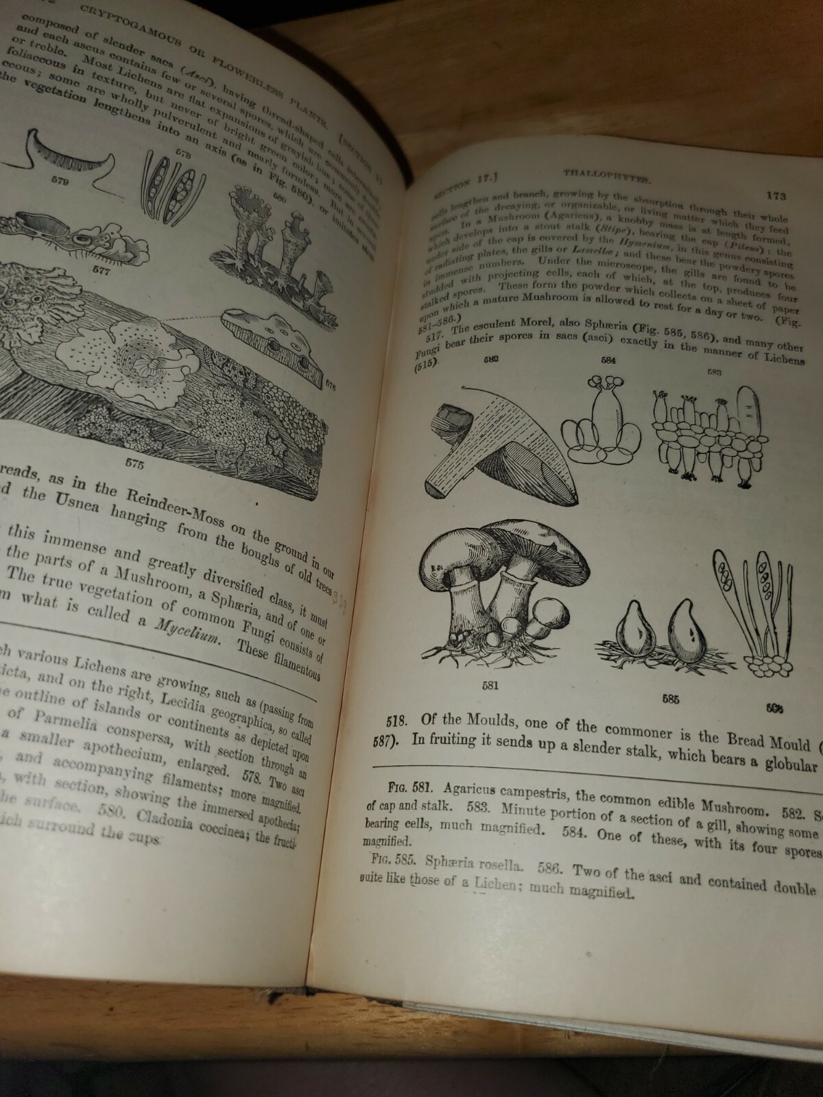 Gray's School and Field Botany 1887 Book - Asa Gray Science Illustrated ...