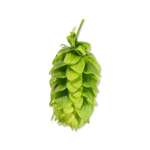 Spalt Select T90 2.7% AA Hop Pellets - Various Sizes, Weight-100g ...