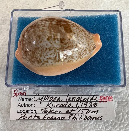 The Most Valuable Seashells (Rarest Sold For $8,000+) - VIP Art Fair