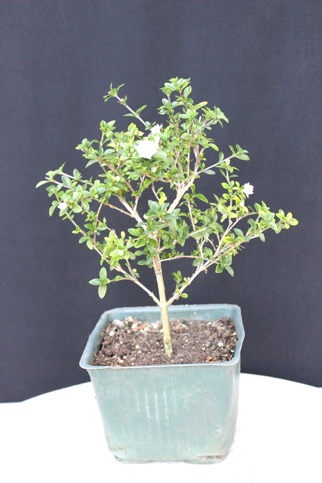 Chinese Serissa 'Snow Rose' Pre-Bonsai Tree - 4 Inch - Flowering for ...