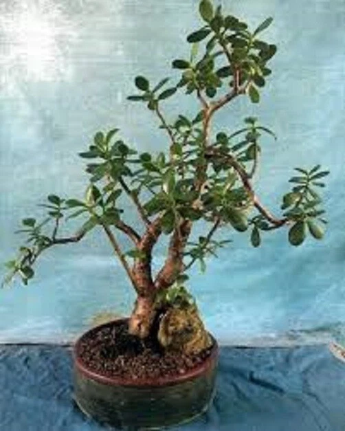 Giant Jade Plant