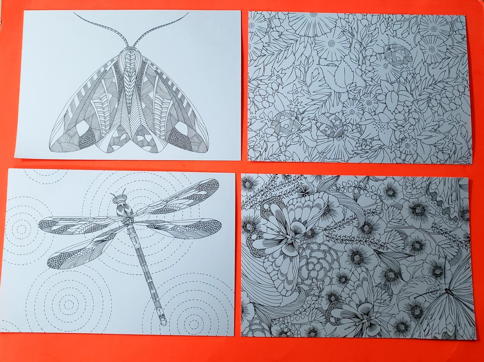 Set 4 Bug Insects Postcards to Color Animal Kingdom Millie Marotta Moth ...