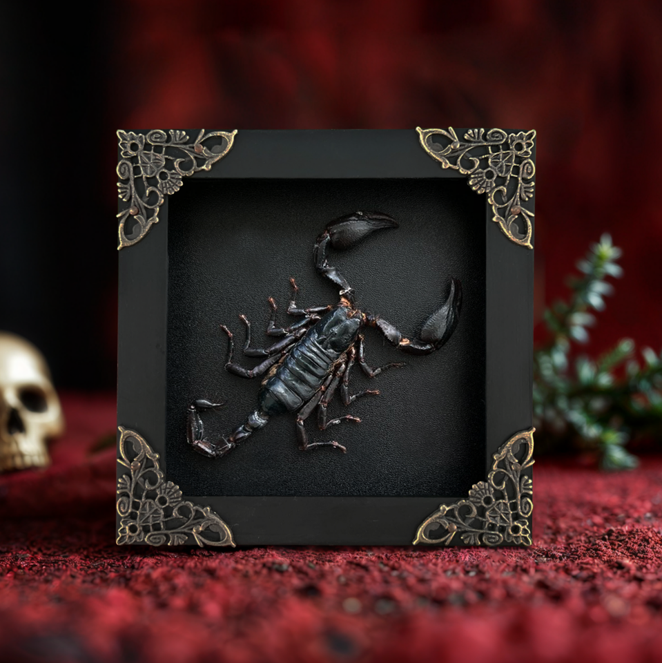 Real Framed Scorpion Gothic Wall Decor Shadow Box Taxidermy Father's ...