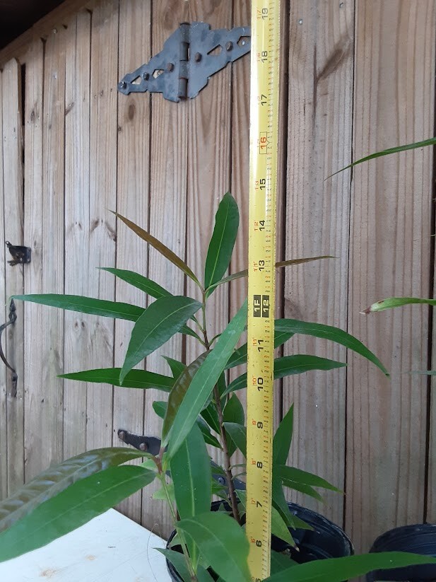 Poma Rosa - Rose Apple - Syzygium jambos - Live Plant! - Incredibly ...