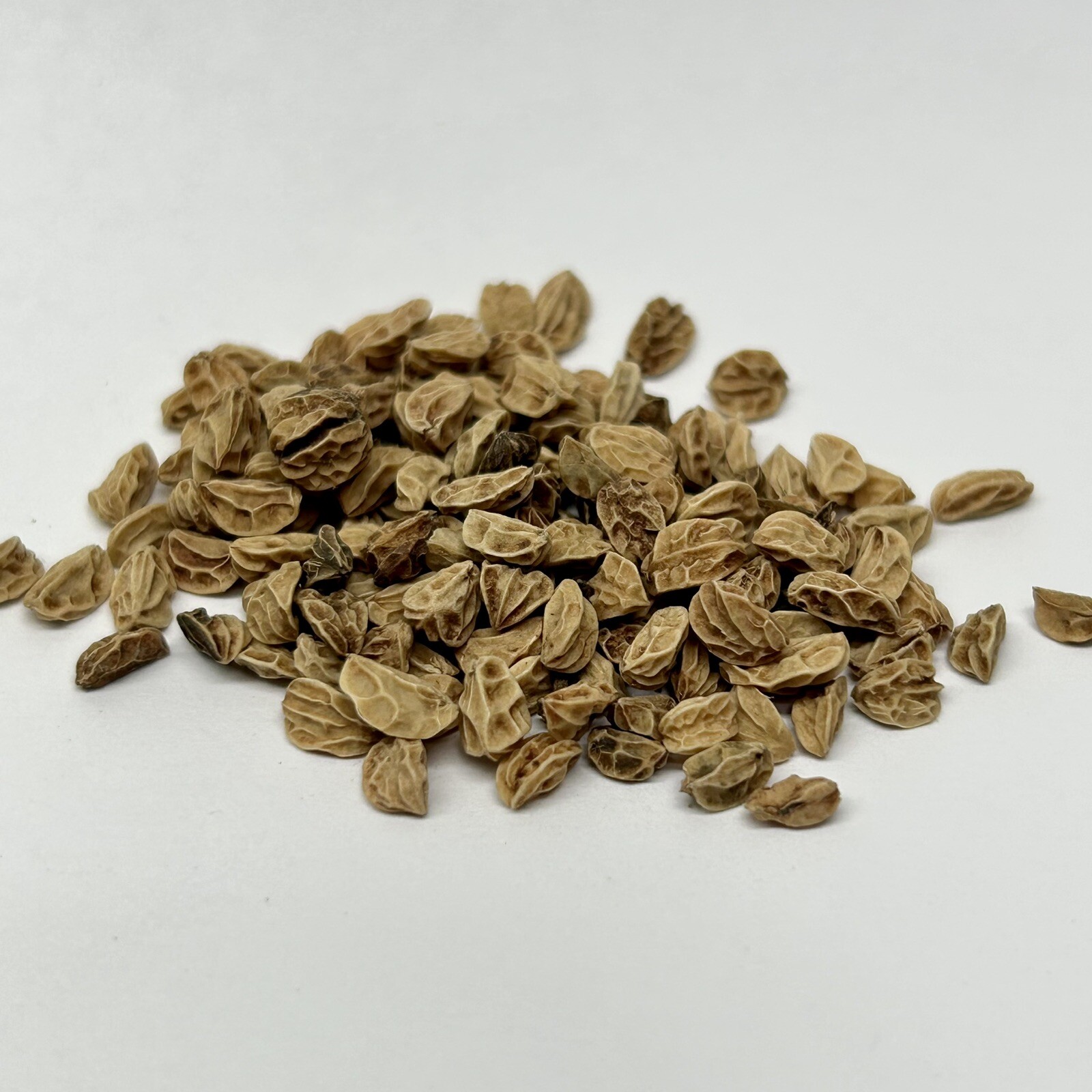 Chinese Holly Bonsai Tree Seed Pack Ilex Cornuta | eBay