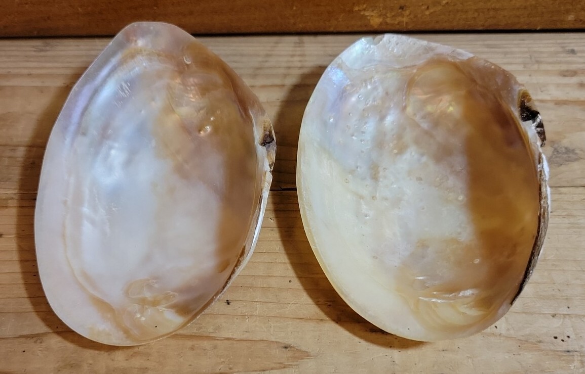 TENNESSE PINK MUSSEL SHELLS - POSSIBLY POLISHED - 1 Pair | eBay