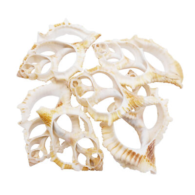 4 pcs Sliced Conch Shells For Crafts Seashells Ornament Jewelry Making ...