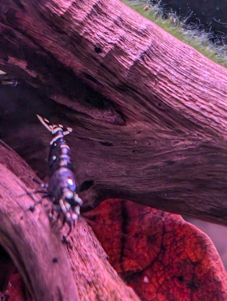 PURPLE METALLIC Caridina Shrimp 7+1 | eBay