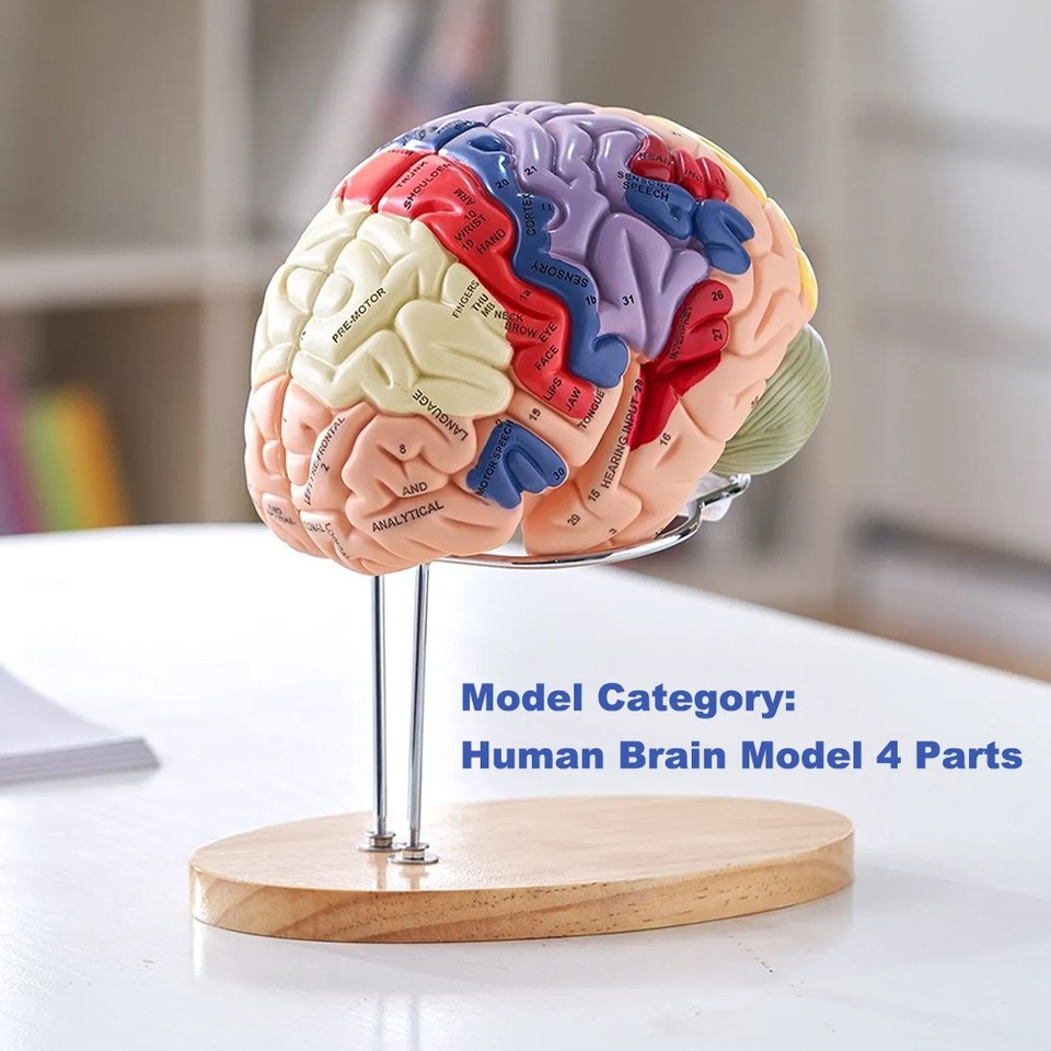 Human Brain Model Anatomy Teaching Brain Model 4-Part Labeled 2X ...