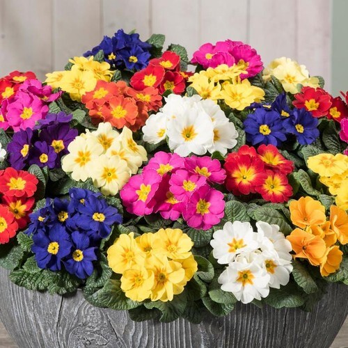 Primrose Primula veris elatior Polyanthus mix 360 seeds +FREE PLANT ...