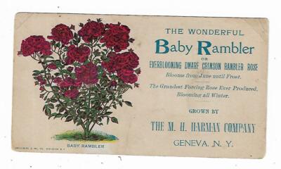 Old Business Card MH Harman Company Nurseryman Baby Rambler Roses ...