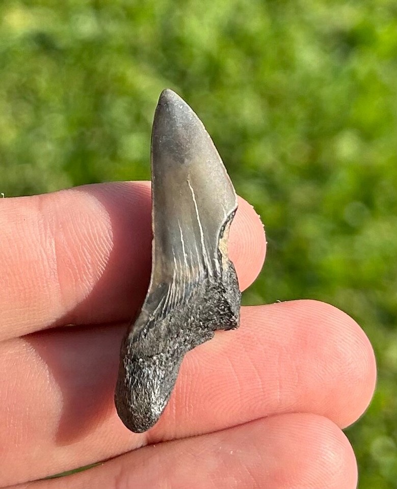 Cretoxyrhina mantelli Fossil Sharks Tooth Mississippi Eutaw Formation ...