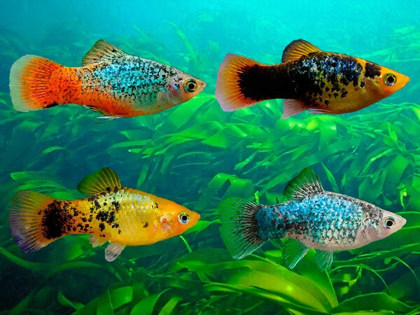 6-Pack Assorted Platy – Live Freshwater Fish, Mixed Colors & Male ...