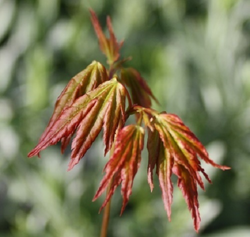 Acer palmatum (Senkaki) 'Sango-kaku' Coral Bark Maple (Sent In 9cm Pot ...