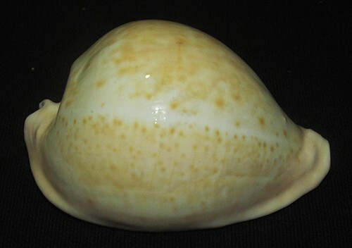 82 mm LARGE Cypraea Umbilia Armeniaca Coawrie Seashell From Australia ...
