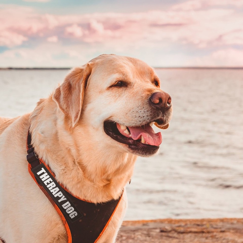 2 Pairs Dog Tag Patches Reflective Vest Harness Work Stickers Service ...