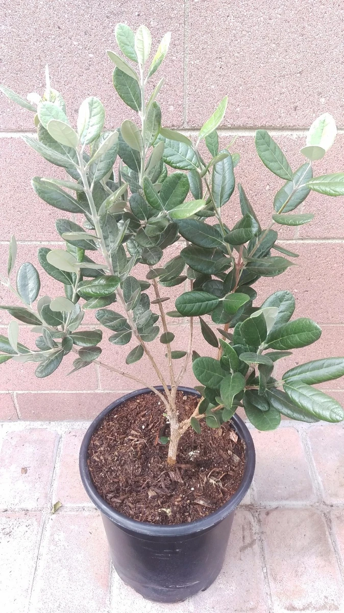 Feijoa Sellowiana Tree