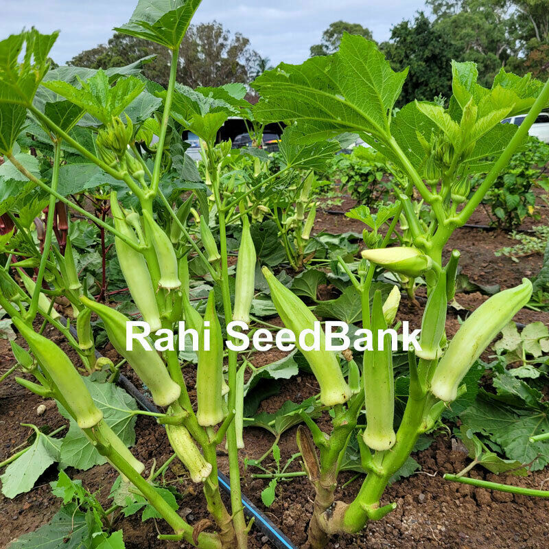 Okra Silver Queen High Yielding Great White Okra Comes with Great Taste ...
