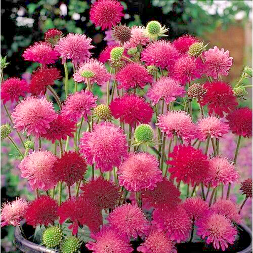 KNAUTIA, PINCUSHION FLOWERS, 118 SEEDS, MIXED, RED, PINK, LAVENDER, *EZ ...