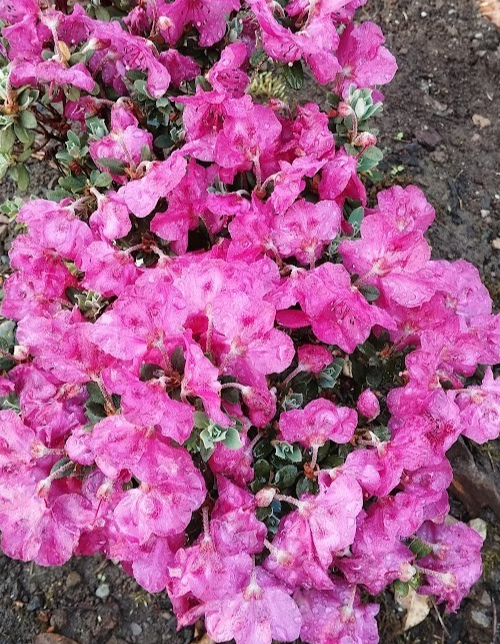 Japanese Azaleas. 8 x 1 year old plants in 4 named varieties £19.99 ...