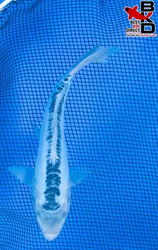 7" CAROLINA BLUE! SHUSUI Live Koi Fish Garden Pond 7/1 | eBay