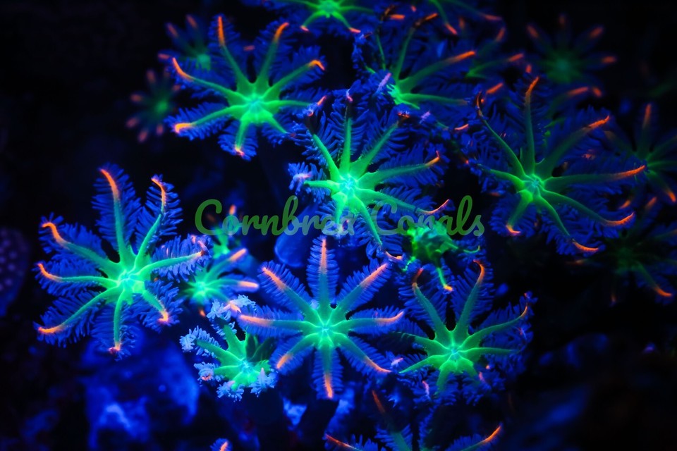 Cornbred's Flaming Clove Palms - 1 POLYP - Frag - LIVE CORAL | eBay