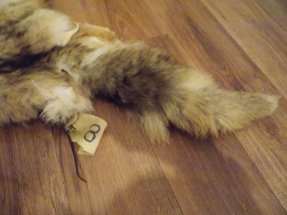 Taxidermy 53" long real genuine Coyote Pelt hide With Legs & Face | eBay