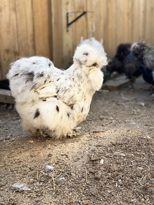 6 Bearded/Crested Show Quality Fertile Silkie chicken hatching eggs | eBay