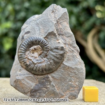 Pseudolioceras Fossil Ammonite – Upper Lias, Lower Jurassic – Runswick ...