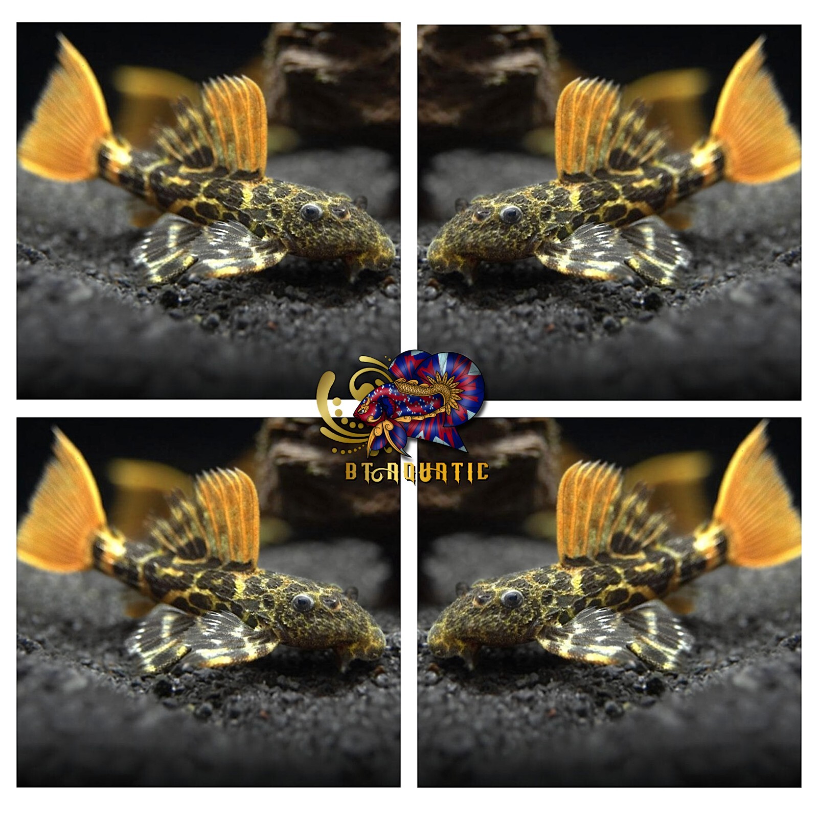 L600 Pleco Live (Size 3 - 4cm) Leopard Cactus Pleco - High Quality - USA Seller | eBay