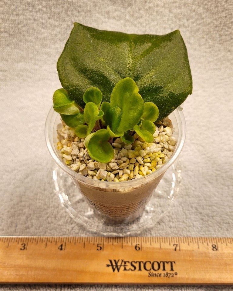 African Violet PLANT ~ VAT-CHOR ZOLO (Ukr) 'Black Gold' Big Leafpot w ...