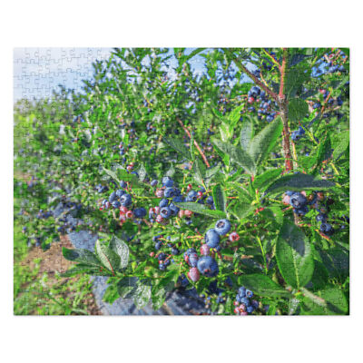 Blueberry Bushes, Photography Jigsaw puzzle | eBay