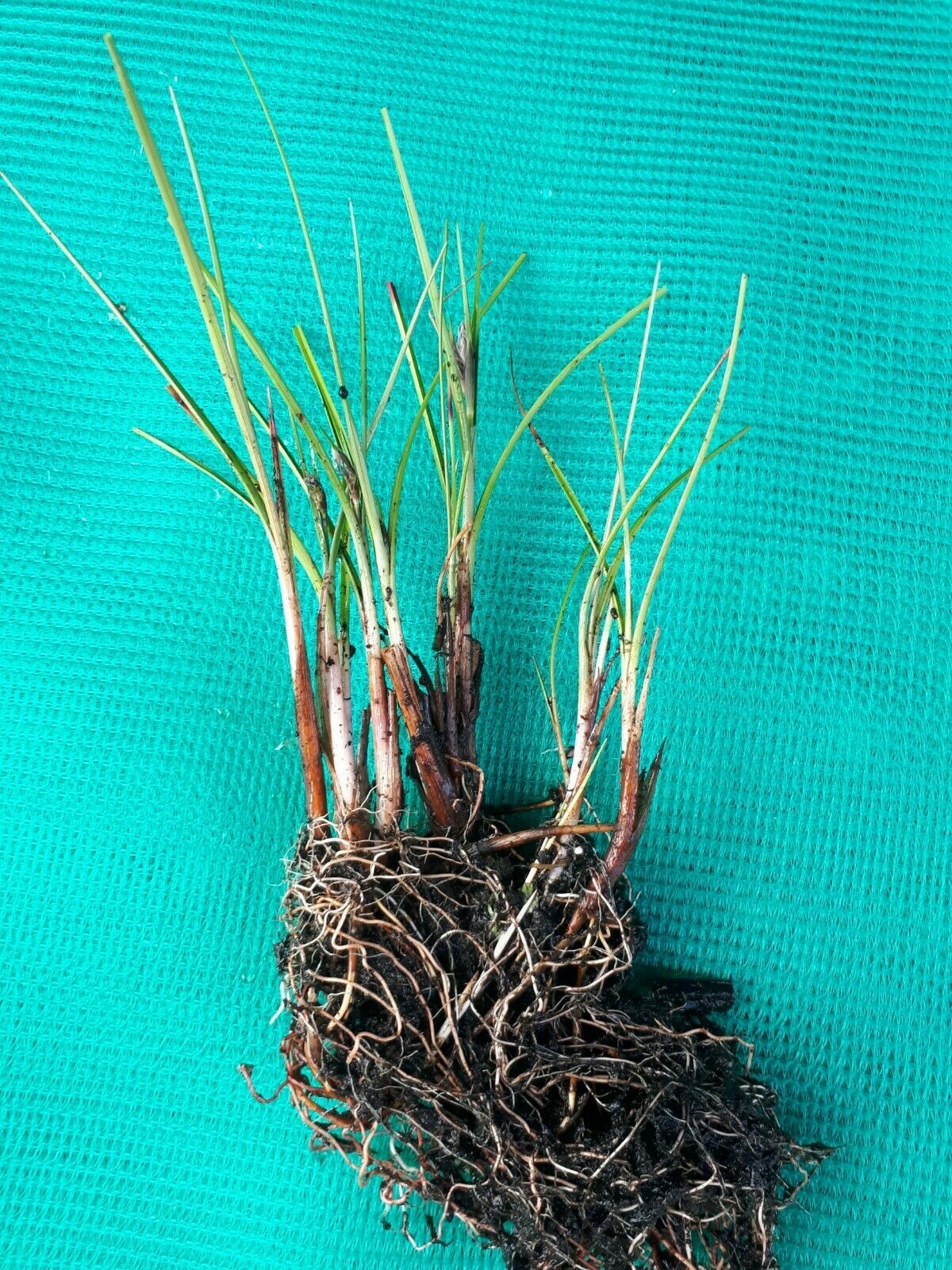 Various pond marginal bog plants oxygenating Iris water mint cress ...