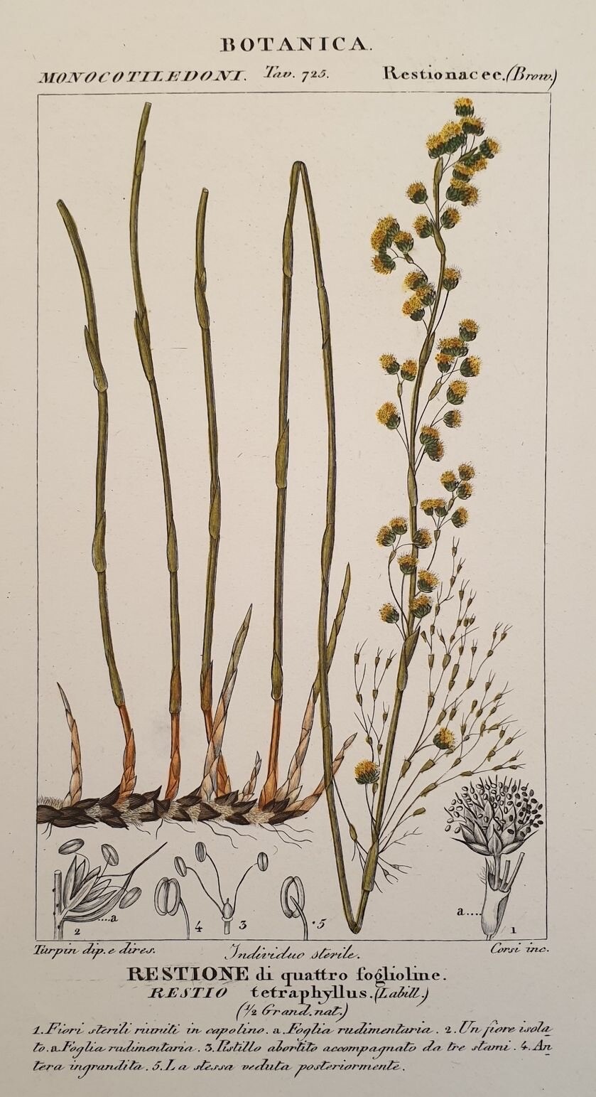 TURPIN CORSI RESTIONE DI QUATTRO FOGLIOLINE RESTIO TETRAPHYLLUS ...