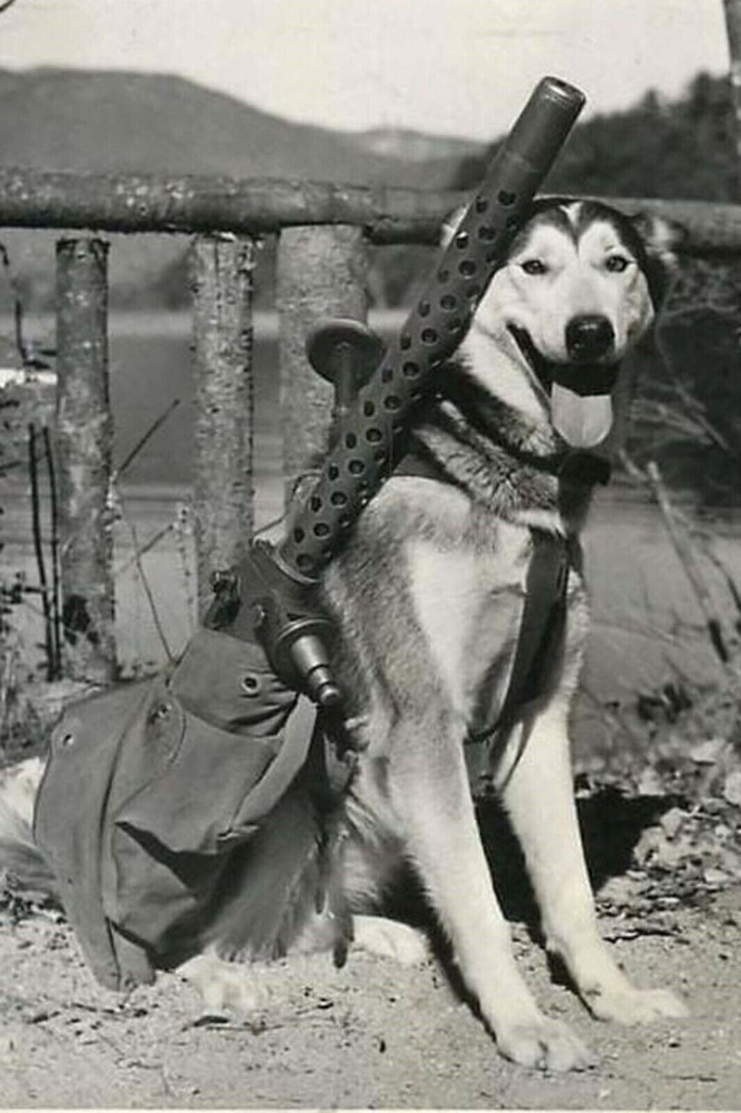 Dog With Machine Gun