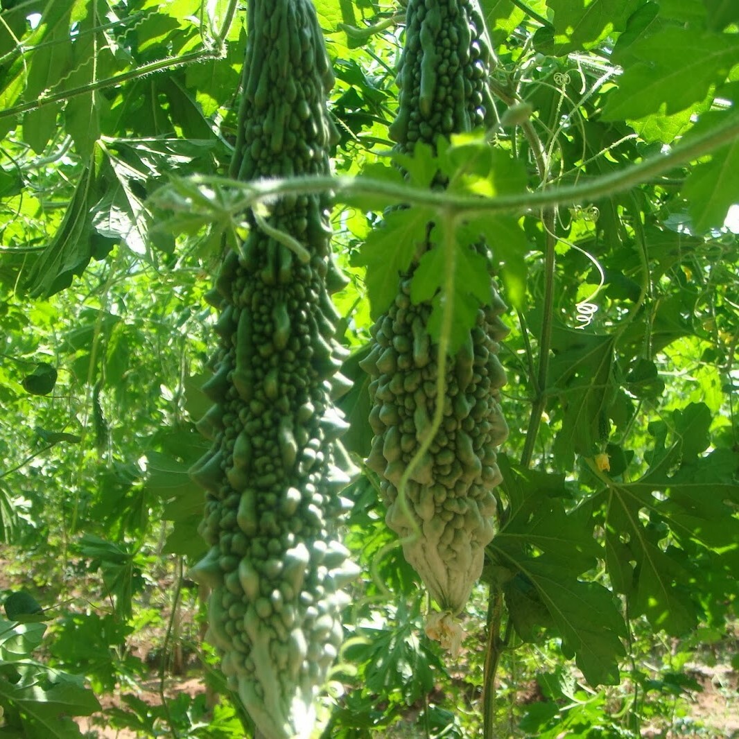 Karela Tree Gol Lauki & Karela Round Kaddu & Bitter Gourd Grow