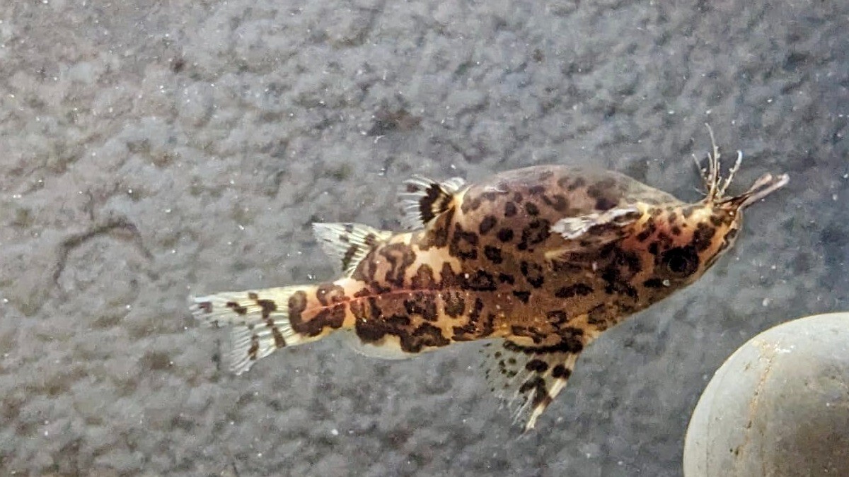 Upside Down Catfish 3"- 4", Live Fish | eBay