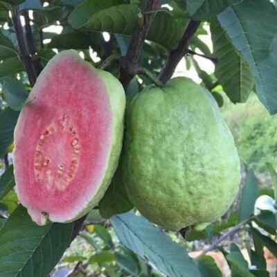 100 GIANT BANGKOK Red Guava Seeds (Psidium Guajava) Organic | eBay