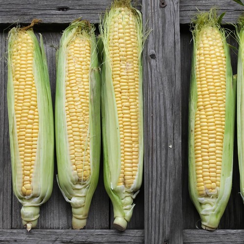 Corn, Sweet- Max F1, 20 seeds | TSC: Heirloom & OP seeds, non-GMO ...